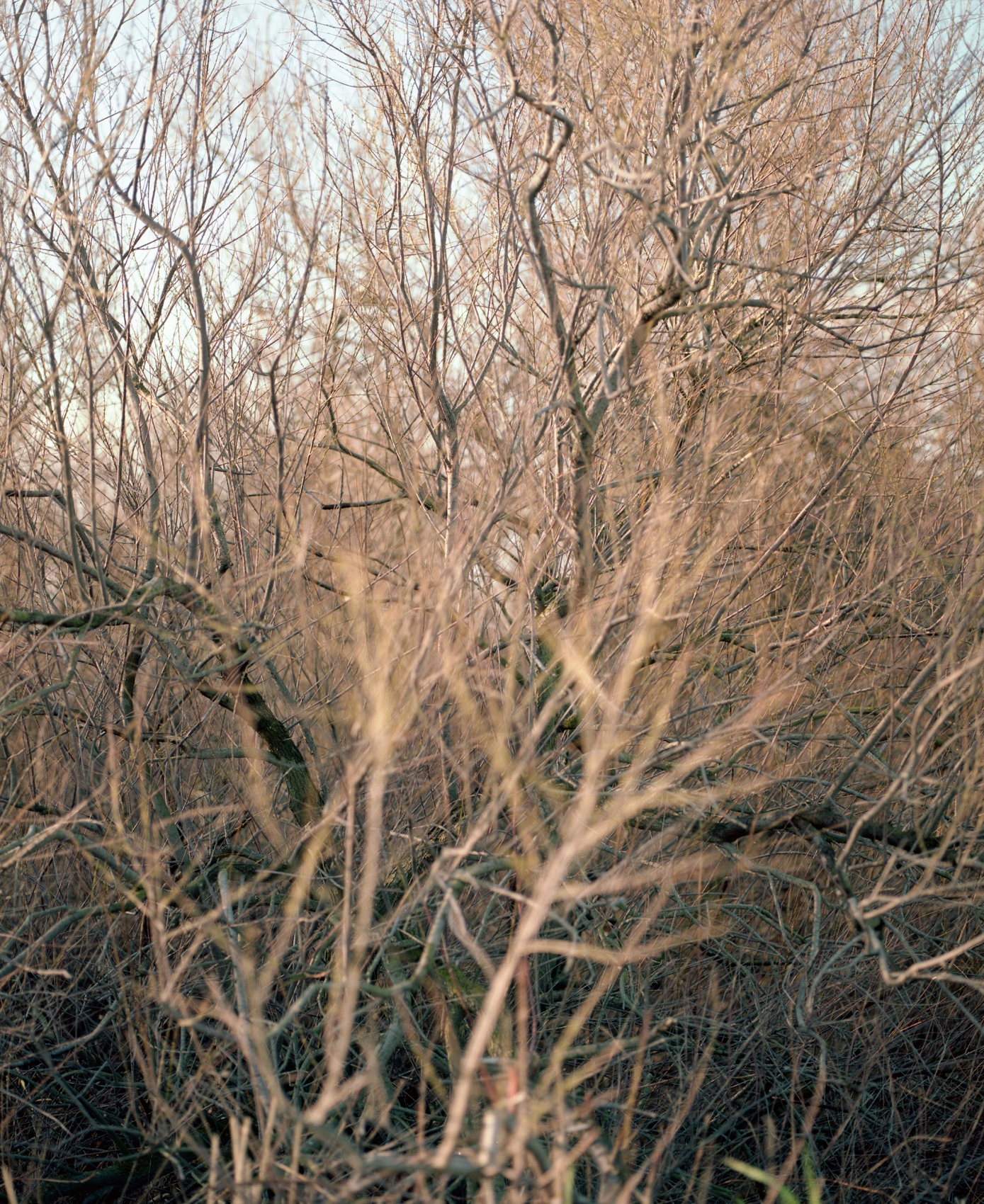 marco fava