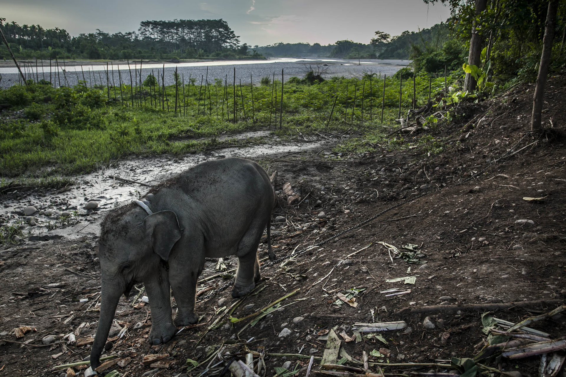 Human Elephant Conflict