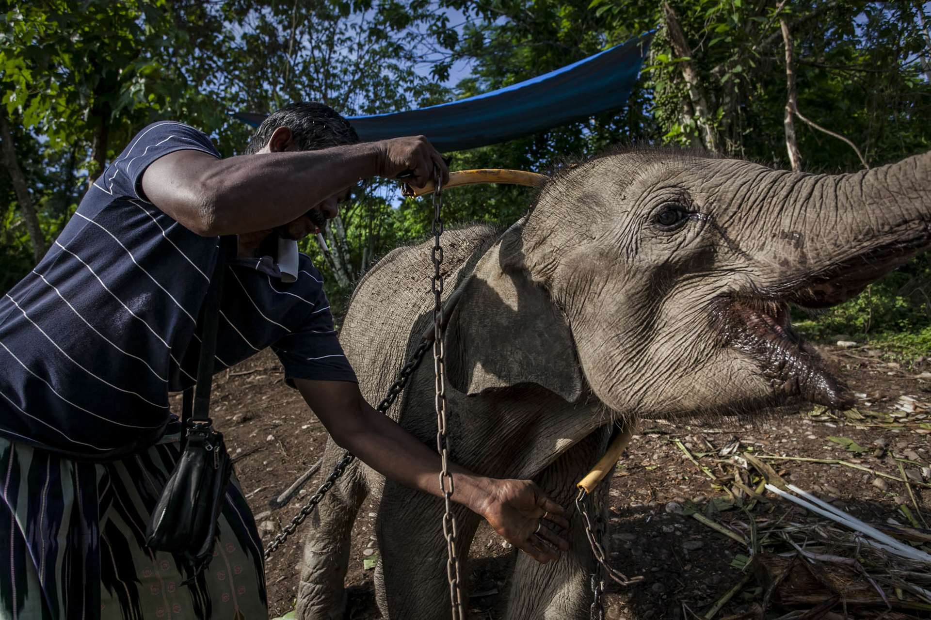 Human Elephant Conflict