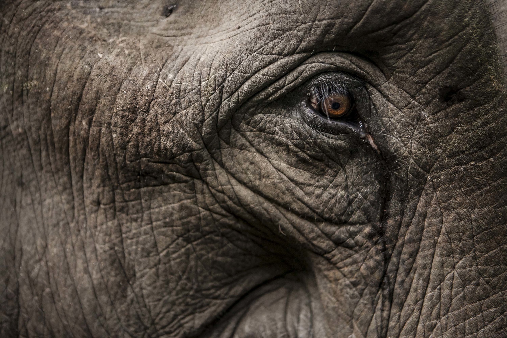 Human Elephant Conflict