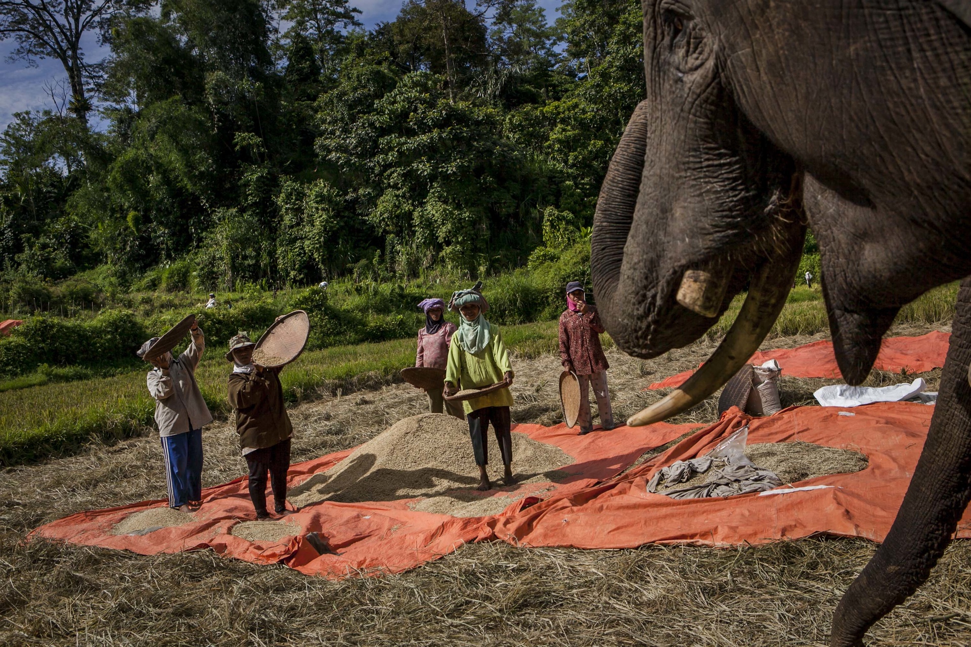 Human Elephant Conflict