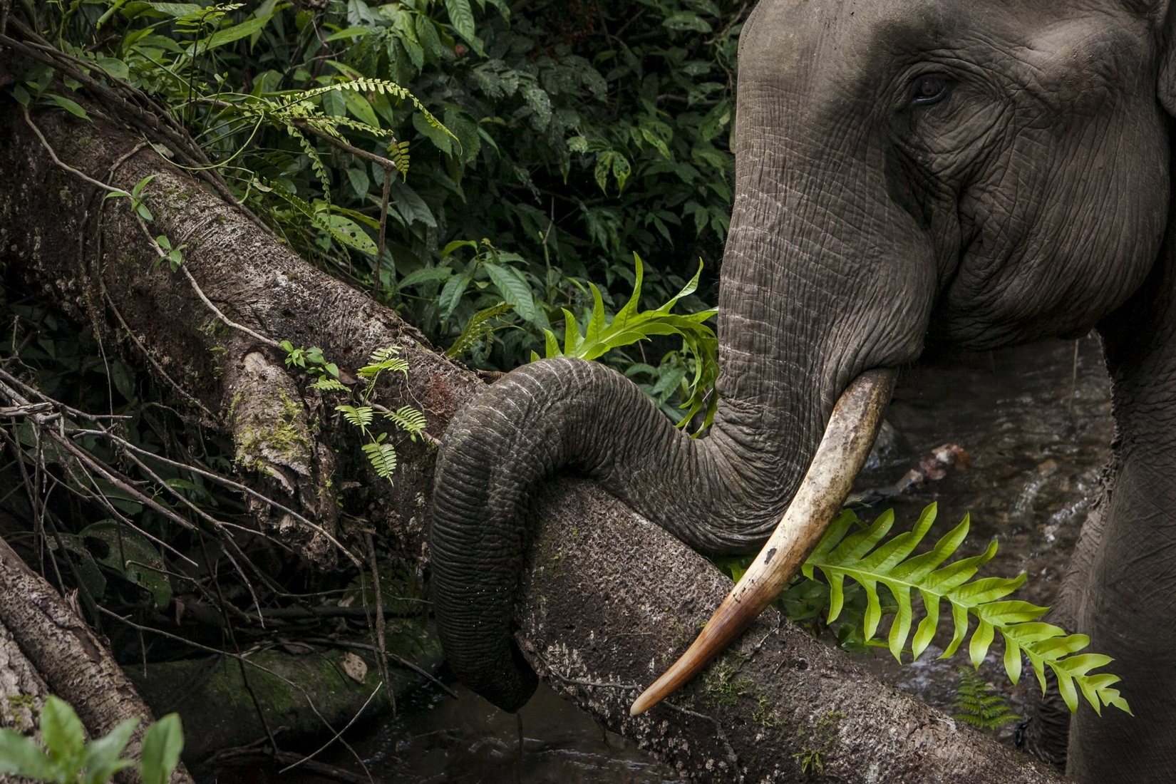 Human Elephant Conflict