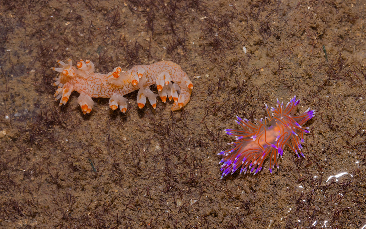 Marine Life Of Mumbai